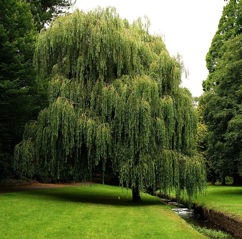 The Symbolization Of A Weeping Willow Tree